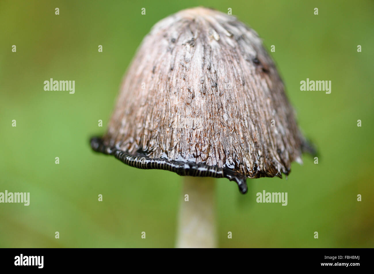 Ink fungus hi-res stock photography and images - Alamy