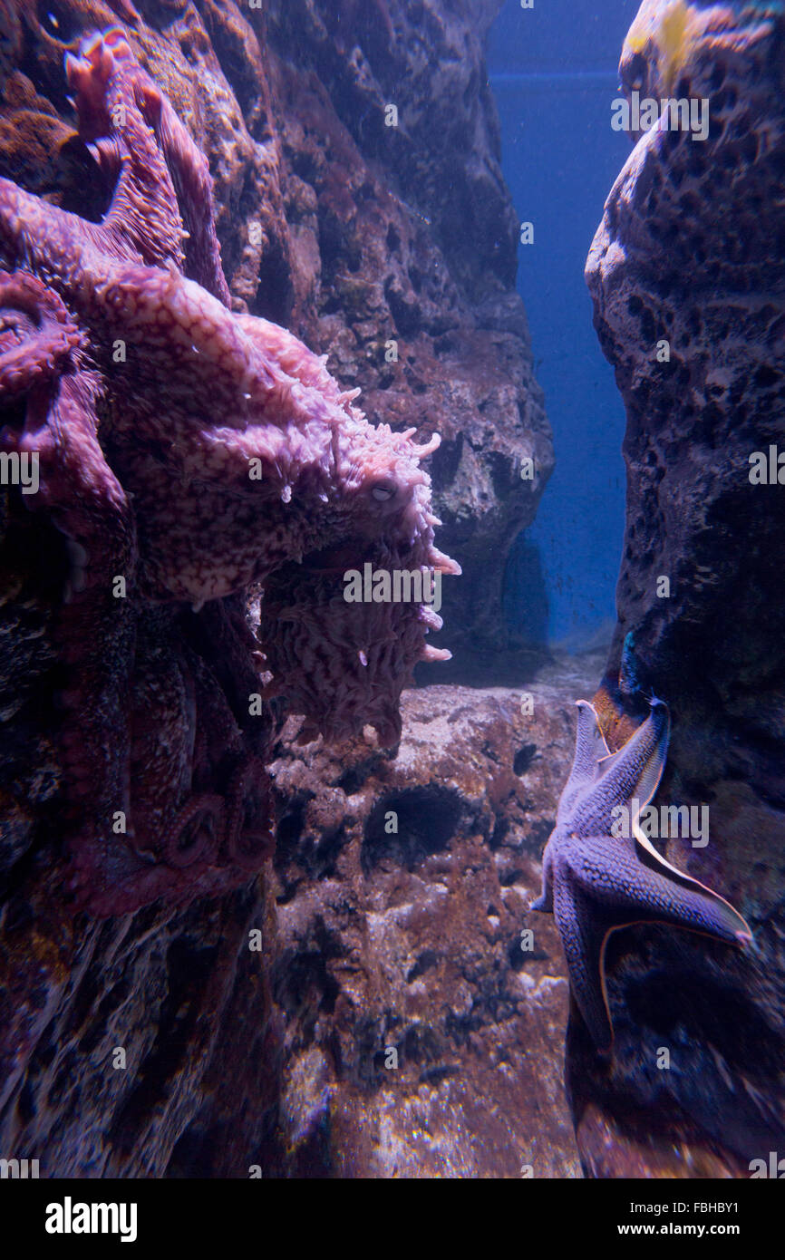 Octopus, Den Blå Planet, Blue Plante Aquarium, Copenhagen, Denmark ...