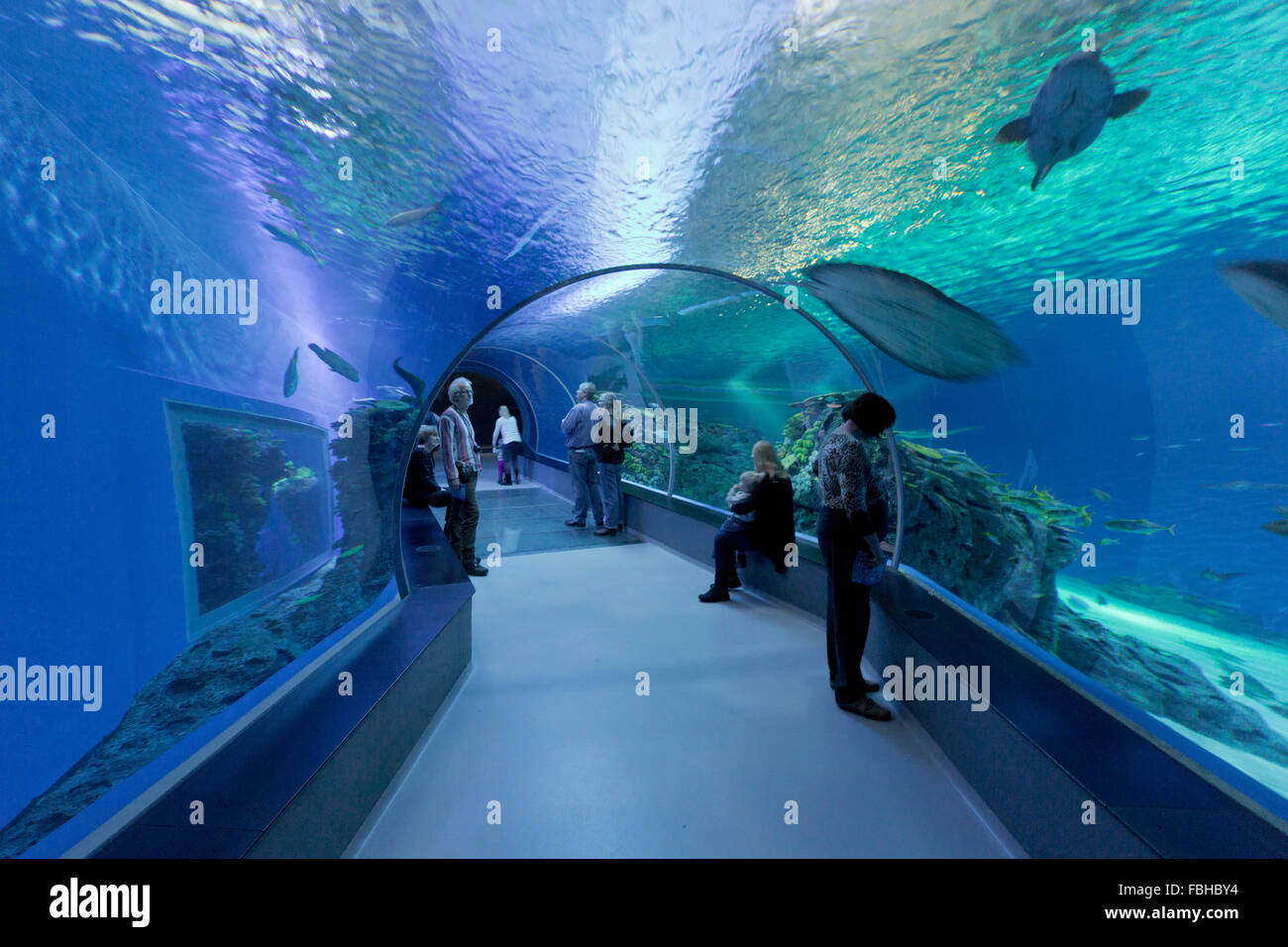 Tunnel, Den Blå Planet, Blue Plante Aquarium, Copenhagen, Denmark Stock ...