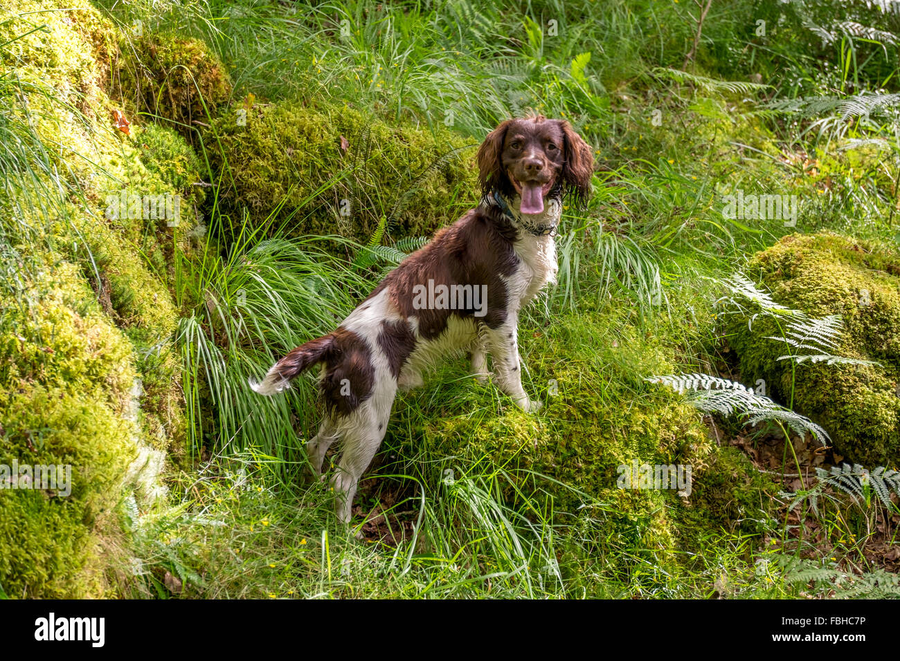 Liver and white springer spaniel hi-res stock photography and images ...