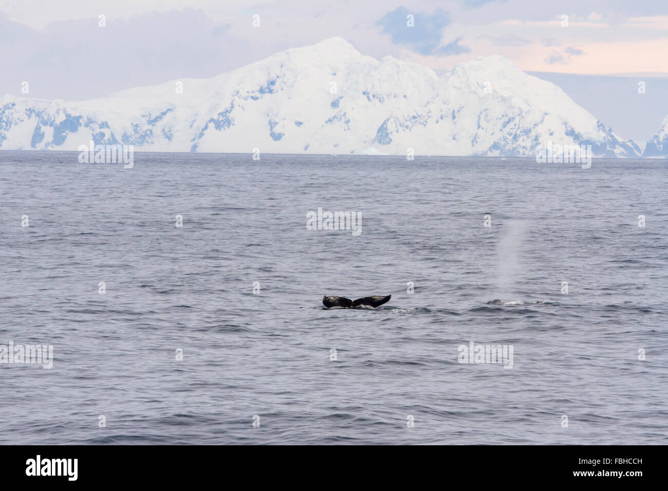 Spouting humpback whale hi-res stock photography and images - Alamy