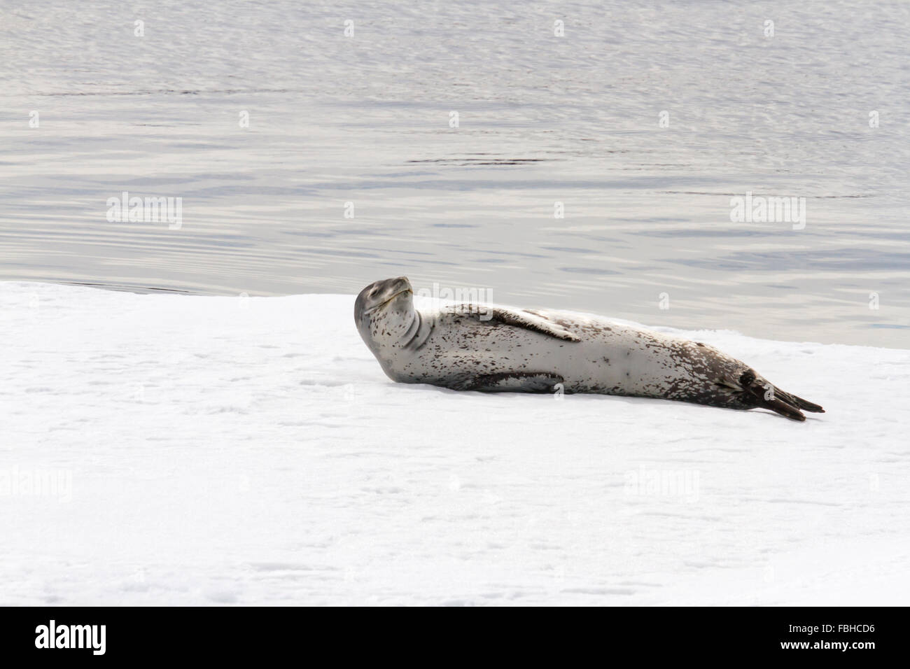 Leopard seal lounging on ice float in Antarctica Stock Photo - Alamy