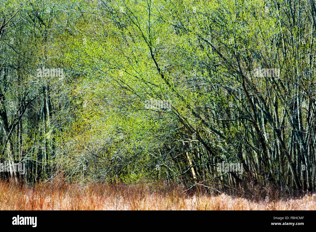 Trees budding in spring in a forest of Monroe County, Indiana Stock ...