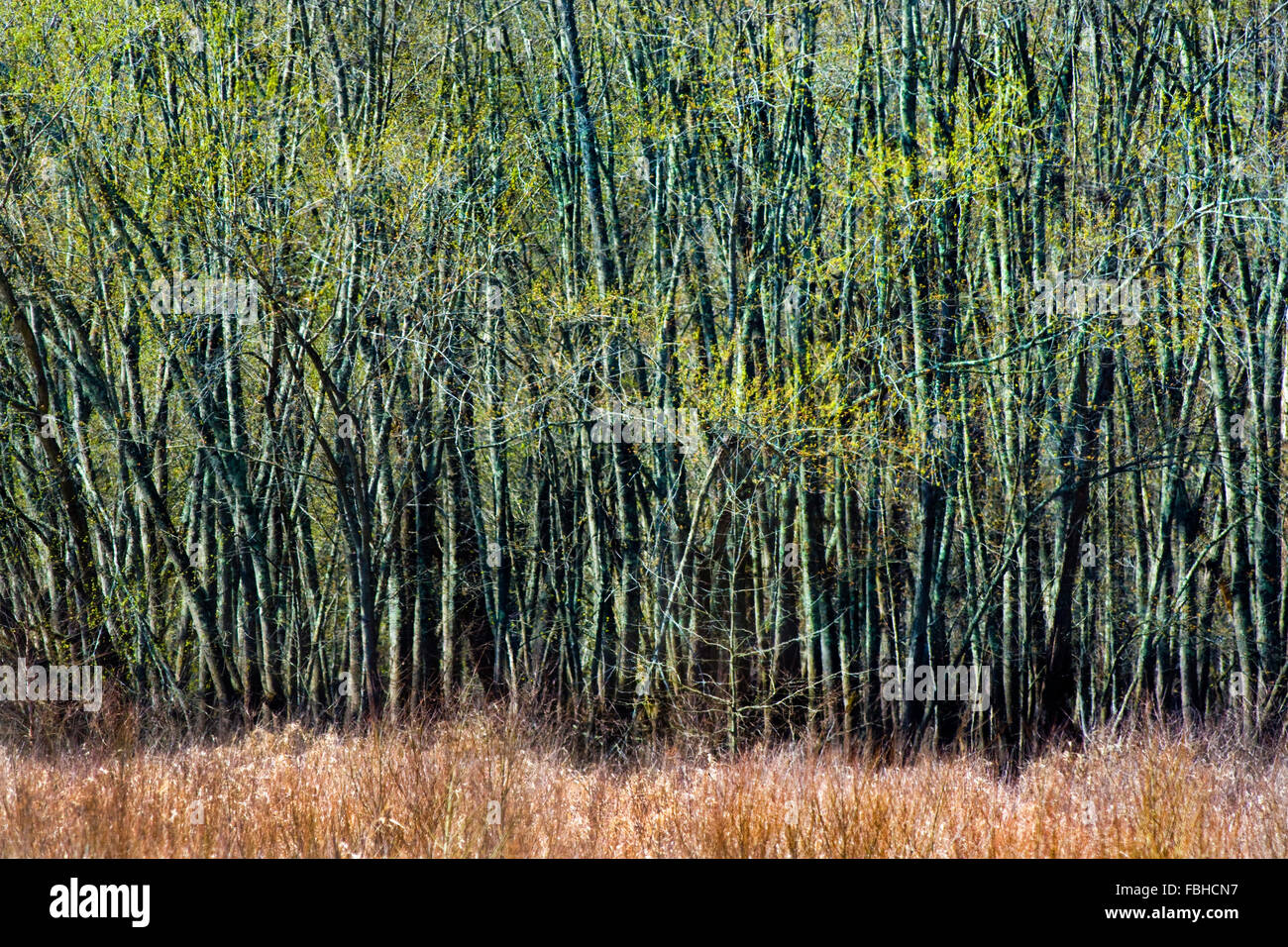 Trees budding in spring in a forest of Monroe County, Indiana Stock ...
