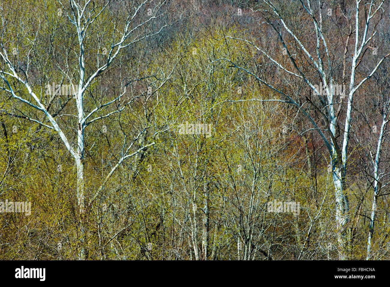 Budding Trees Spring Woods High Resolution Stock Photography and Images ...