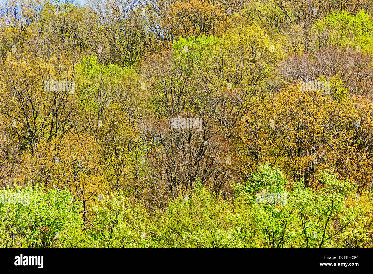 Budding trees spring woods hi-res stock photography and images - Alamy