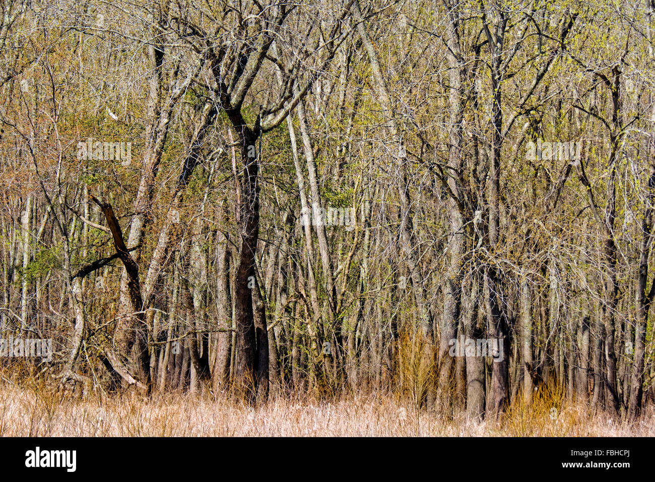 Spring blossoms on trees in a forest, Monroe County, Indiana, USA Stock ...