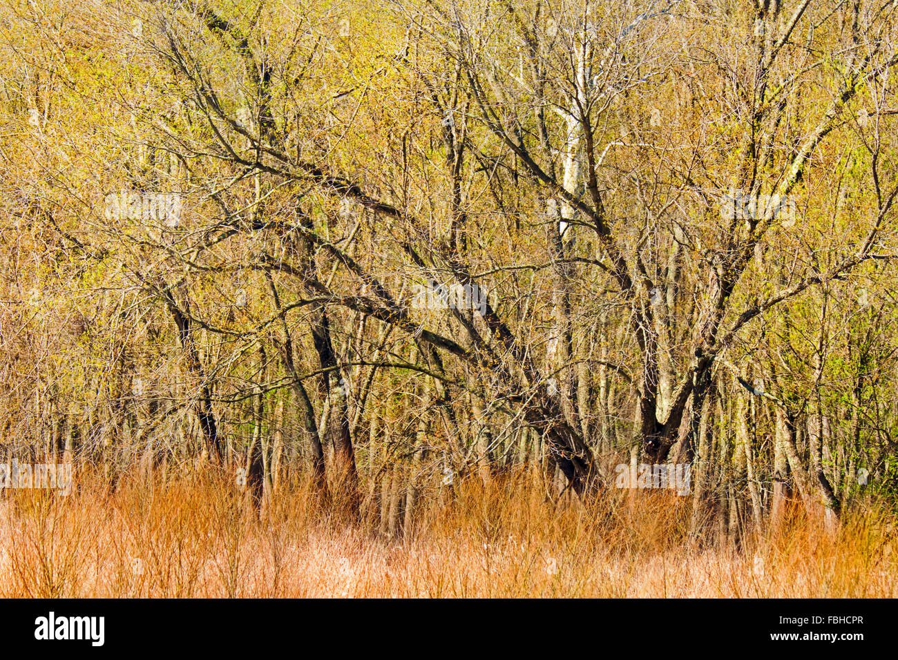 Spring blossoms on trees in a forest, Monroe County, Indiana, USA Stock ...
