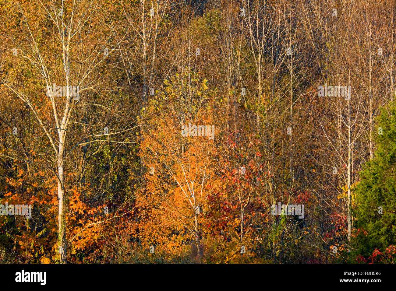 Fall trees in an Indiana forrest Stock Photo - Alamy