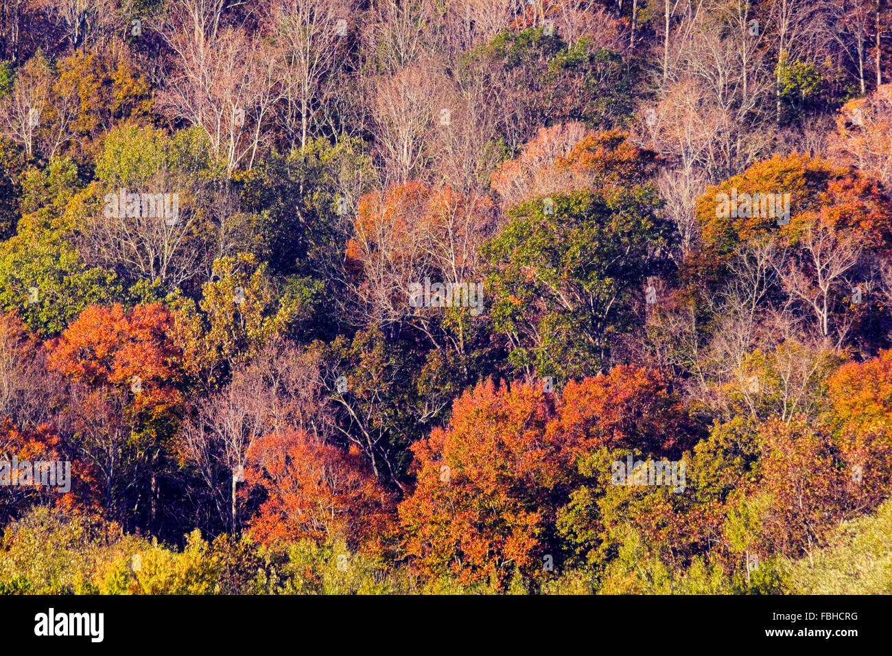 Fall trees in an Indiana forrest Stock Photo - Alamy