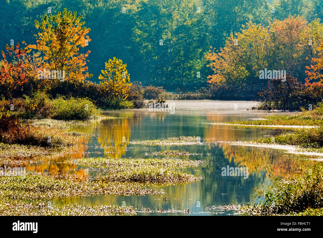 Marsh wetlands, late summer in Indiana Stock Photo - Alamy
