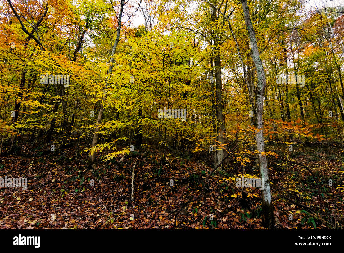 Fall trees in an Indiana forest Stock Photo - Alamy