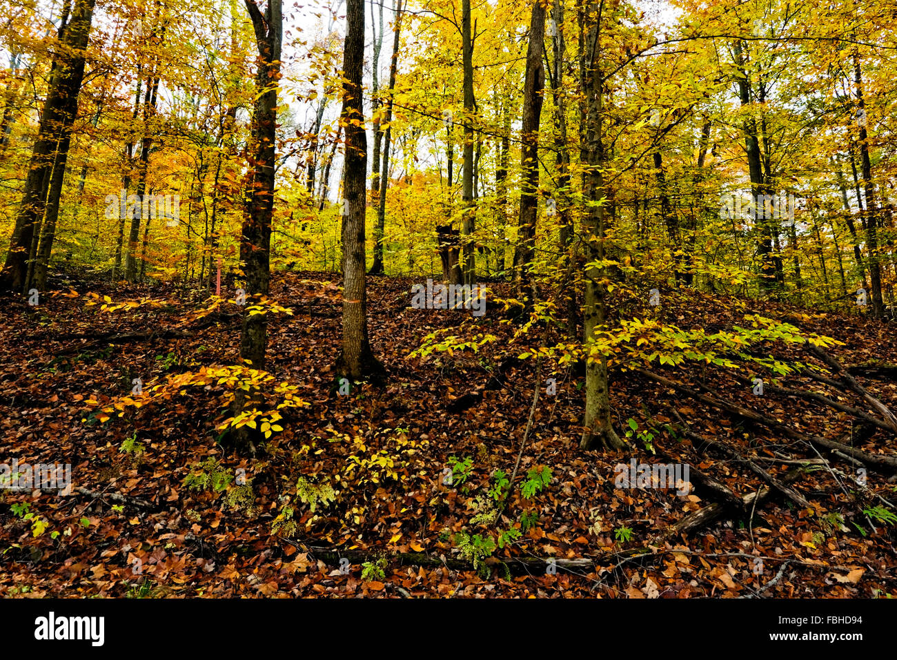 Fall trees in an Indiana forest Stock Photo - Alamy