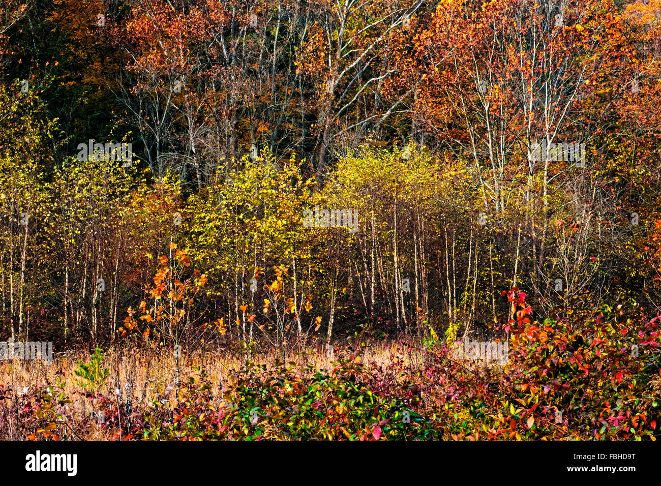 Changing the seasons hi-res stock photography and images - Alamy