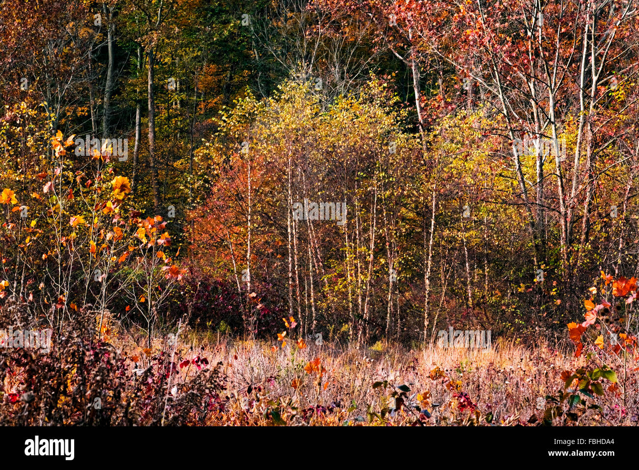 Fall trees in an Indiana forest Stock Photo - Alamy