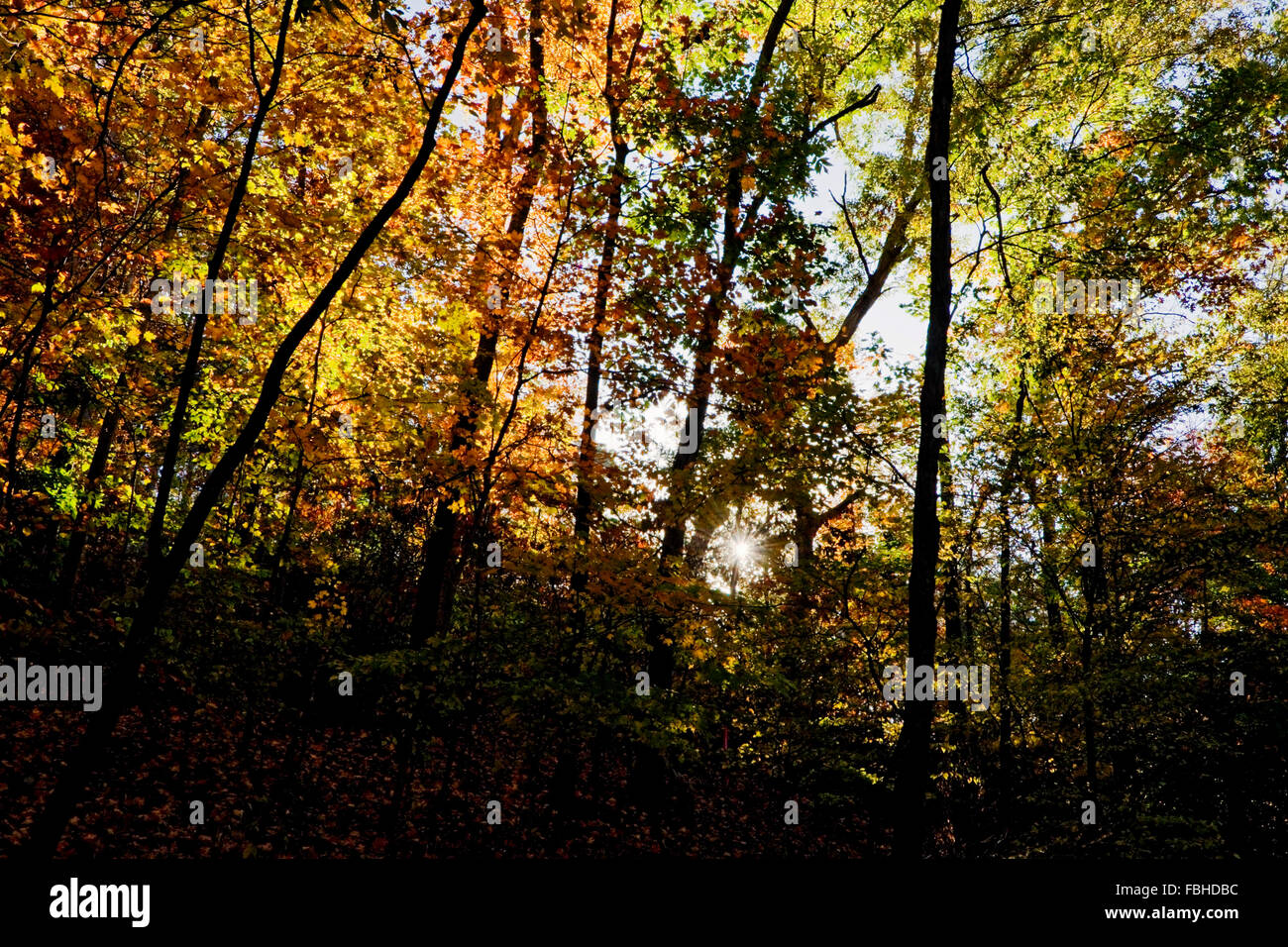 Fall trees in an Indiana forest Stock Photo - Alamy