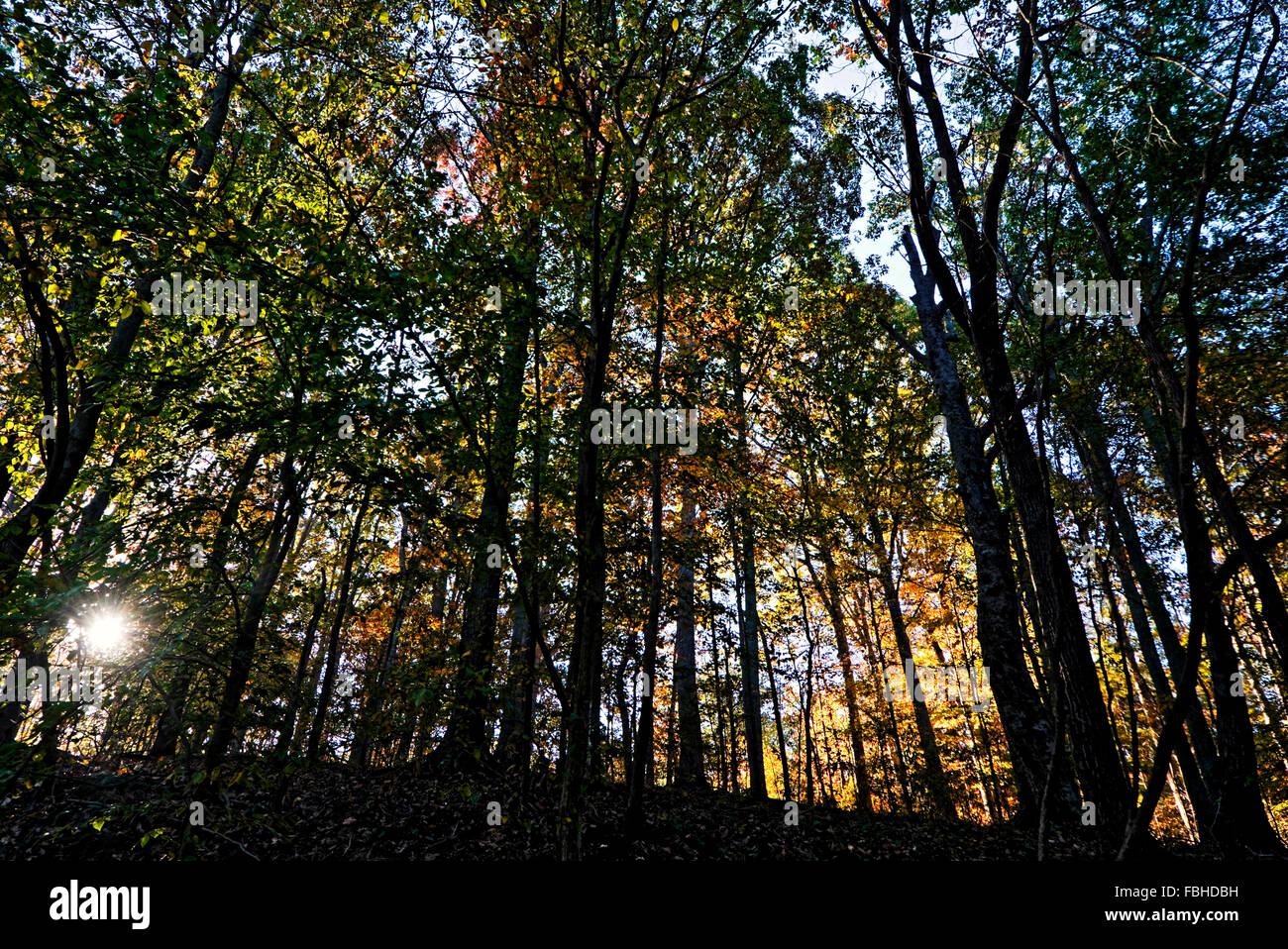 Fall trees in an Indiana forest Stock Photo - Alamy