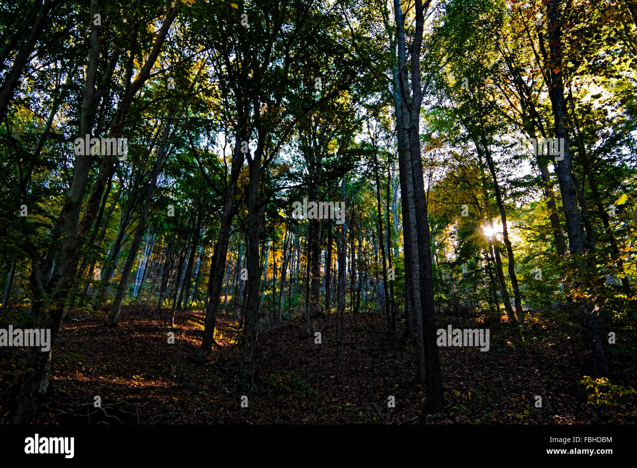 Fall trees in an Indiana forest Stock Photo - Alamy