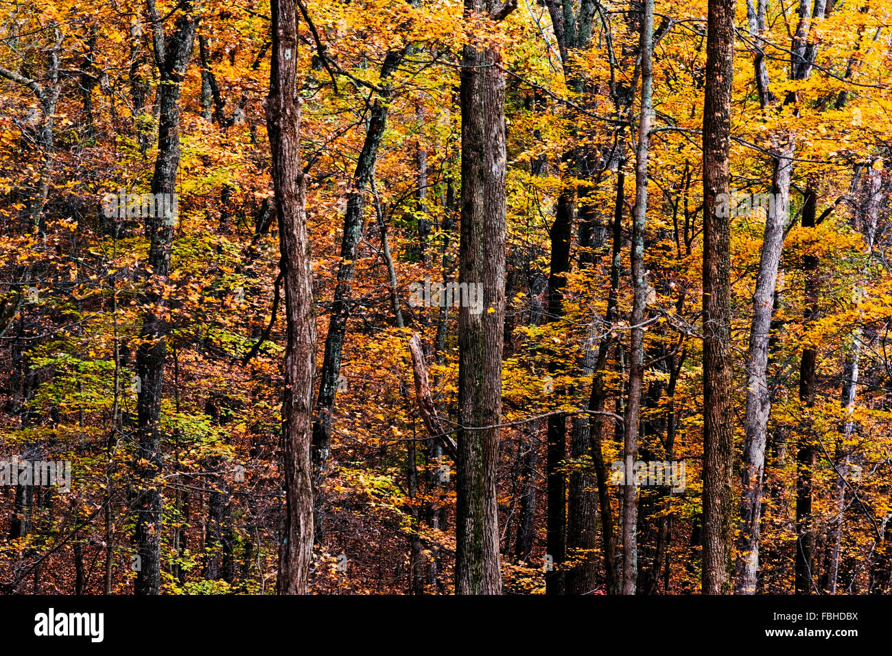 Fall trees in an Indiana forest Stock Photo - Alamy