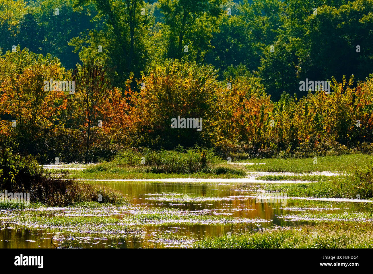 Wetland marsh grasses trees hi-res stock photography and images - Alamy