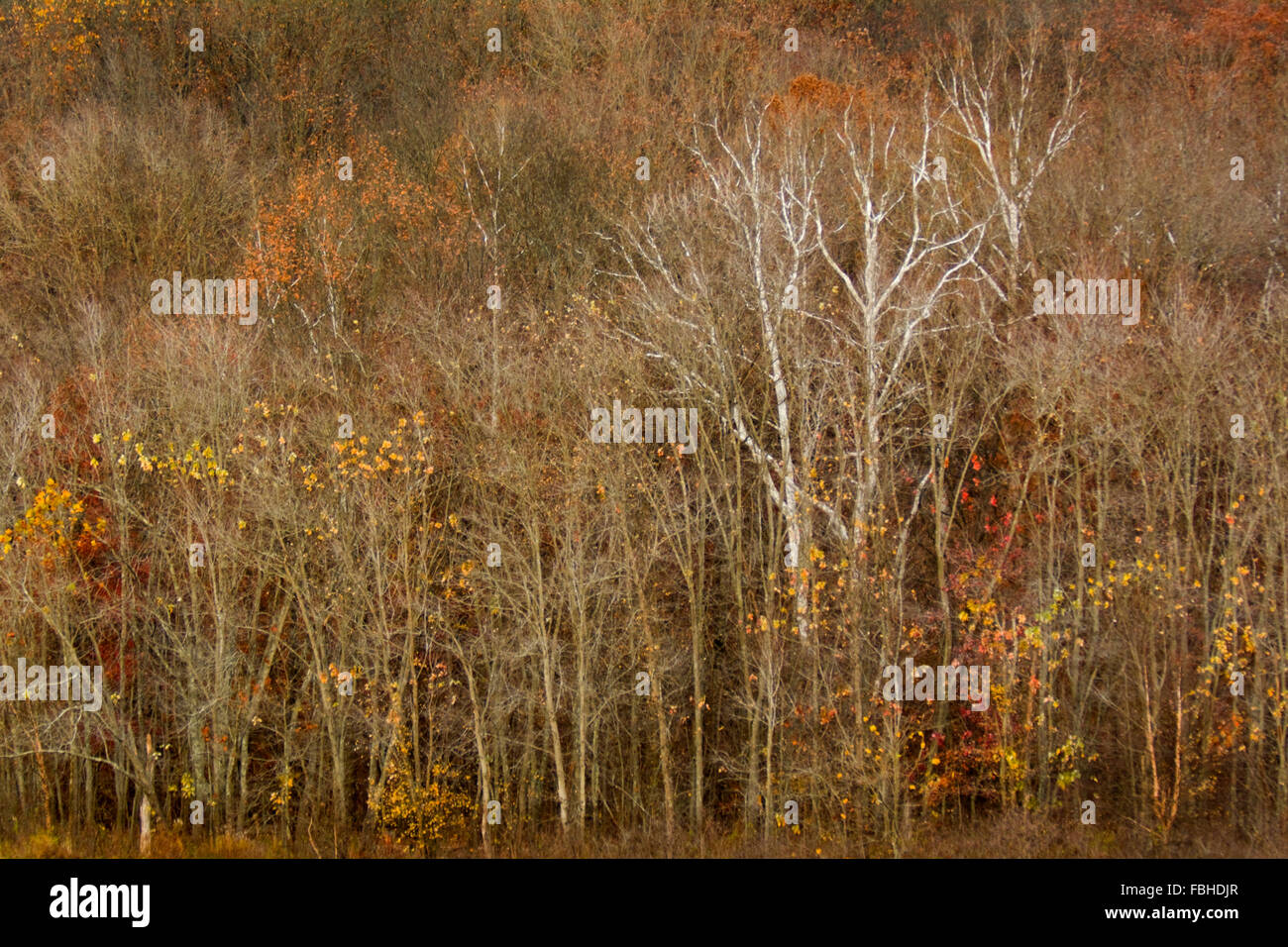 Sycamore tree limbs hi-res stock photography and images - Alamy
