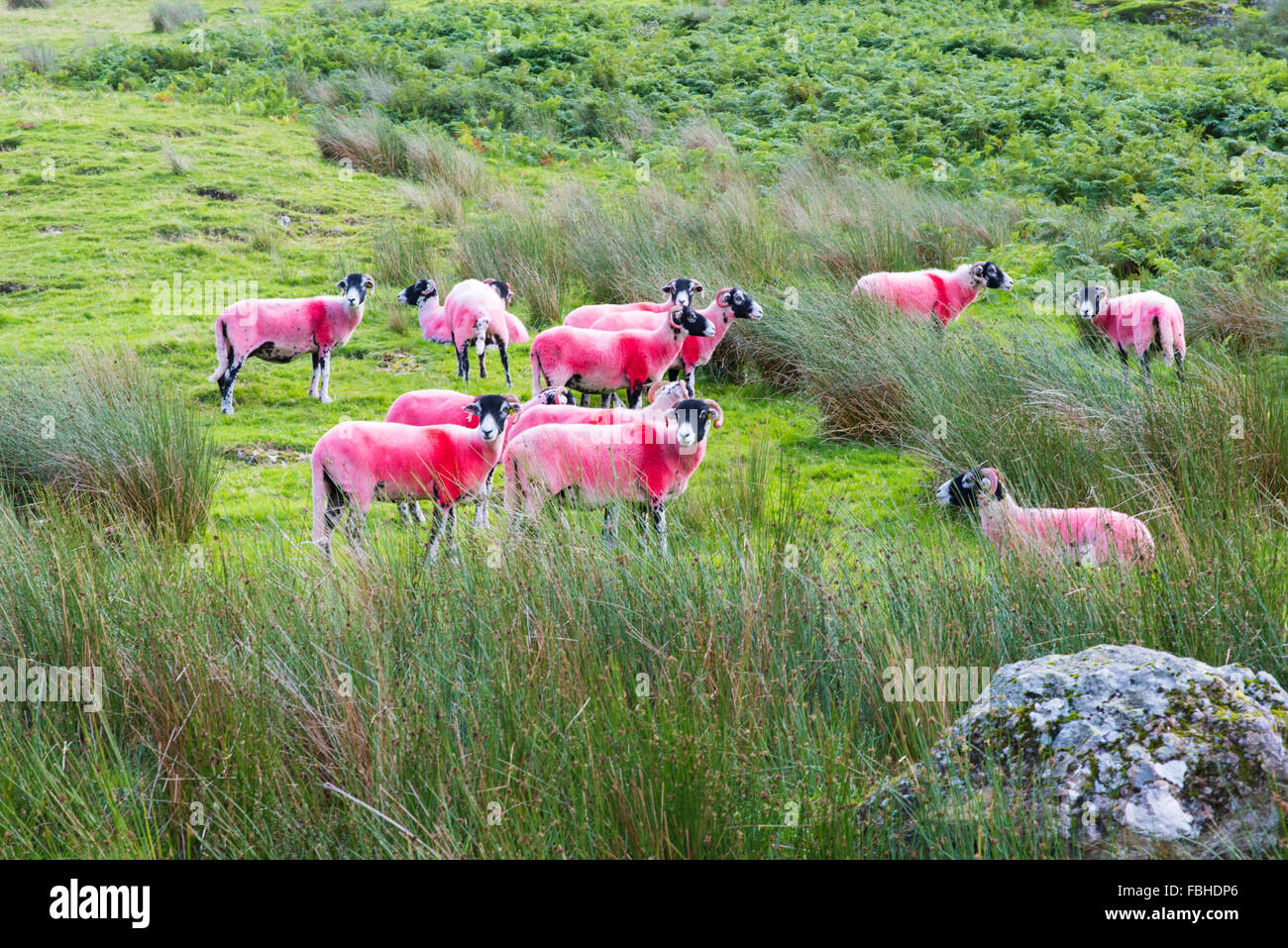 A flock of pink sheep in summer on a Cumbrian fell in the Lake District ...