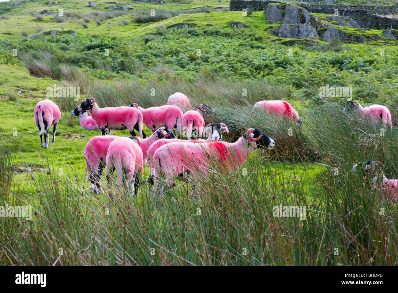 A flock of pink sheep in summer on a Cumbrian fell in the Lake District ...