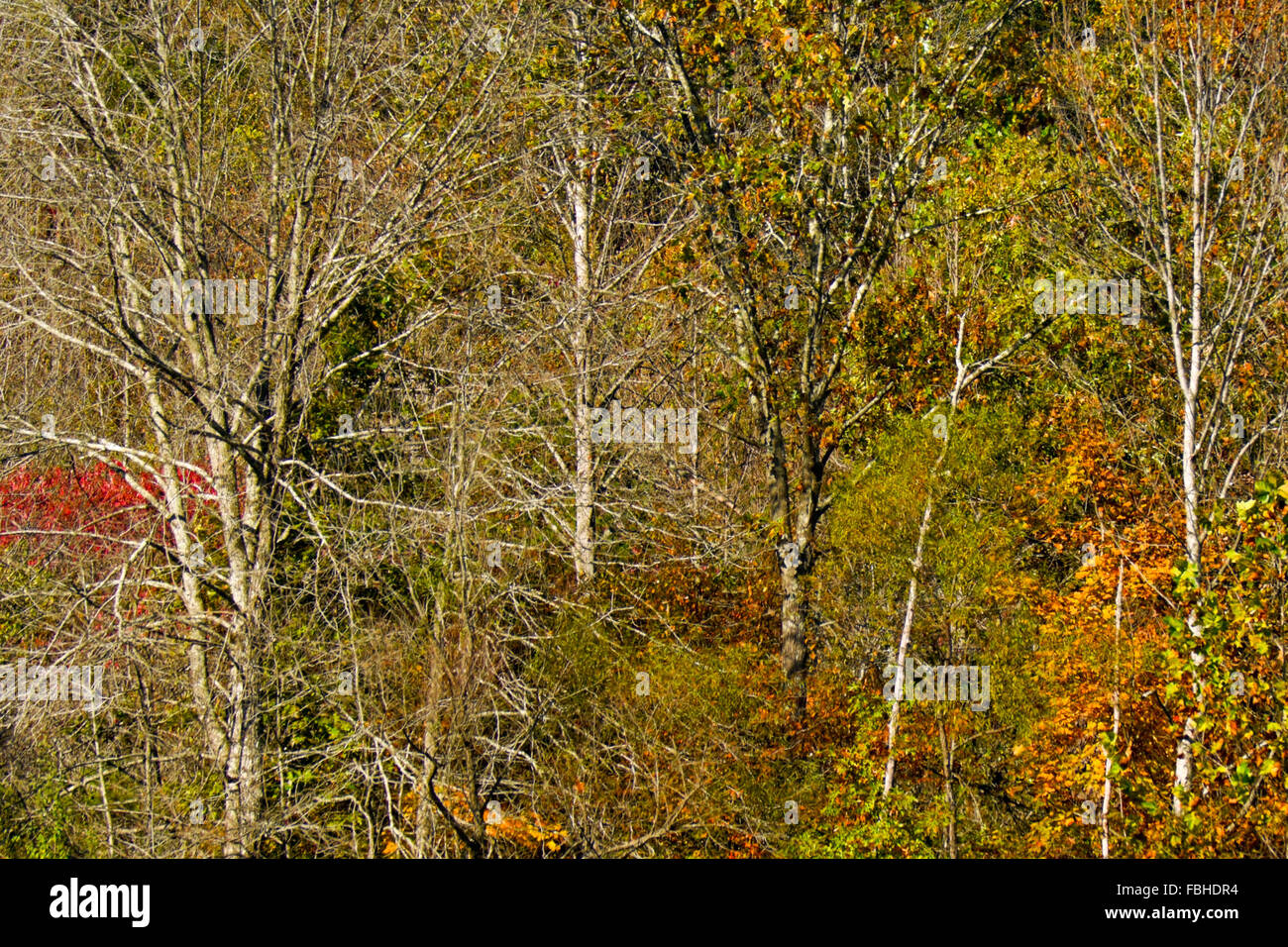 Fall trees in an Indiana forest Stock Photo - Alamy