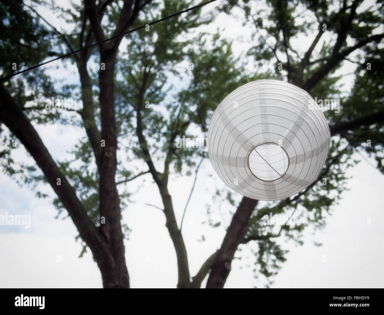 Paper lantern hanging from a tree Stock Photo - Alamy