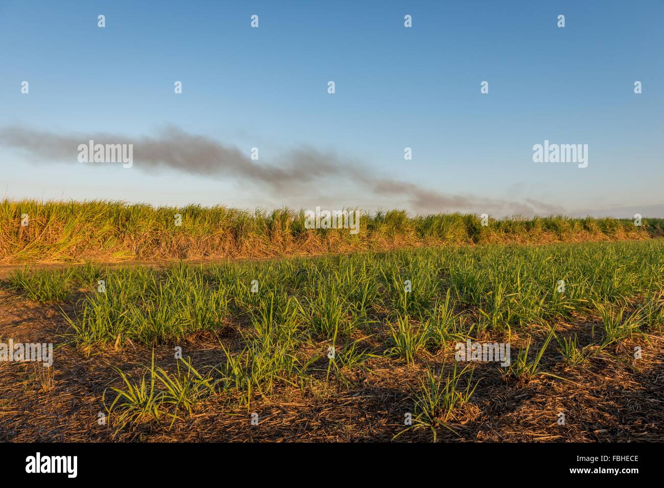 Sugar cane field hi-res stock photography and images - Alamy