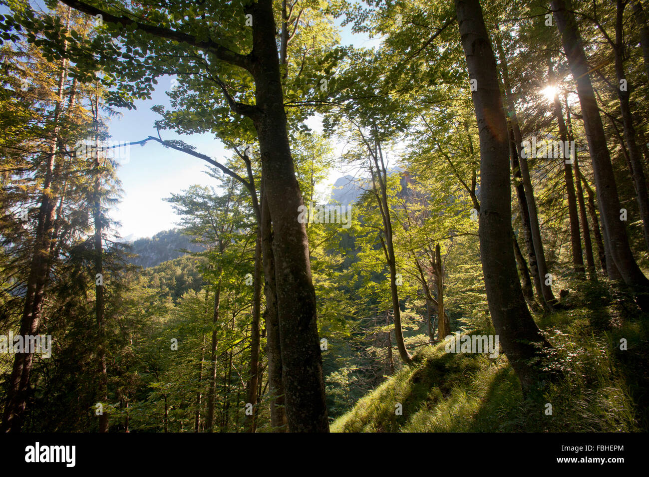 Sun shining through mountain forest Stock Photo - Alamy