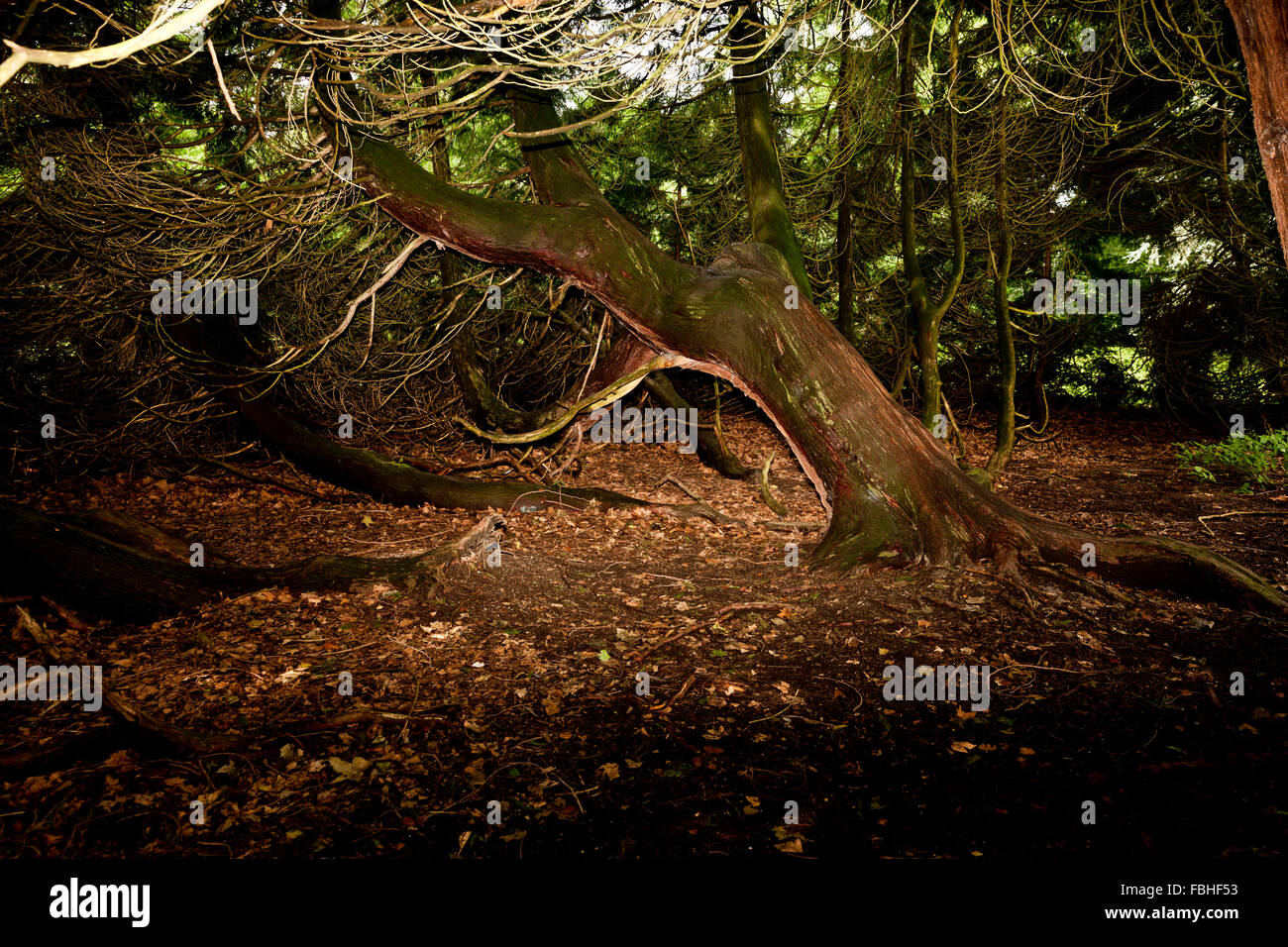 Trunk of a tree of life Stock Photo - Alamy