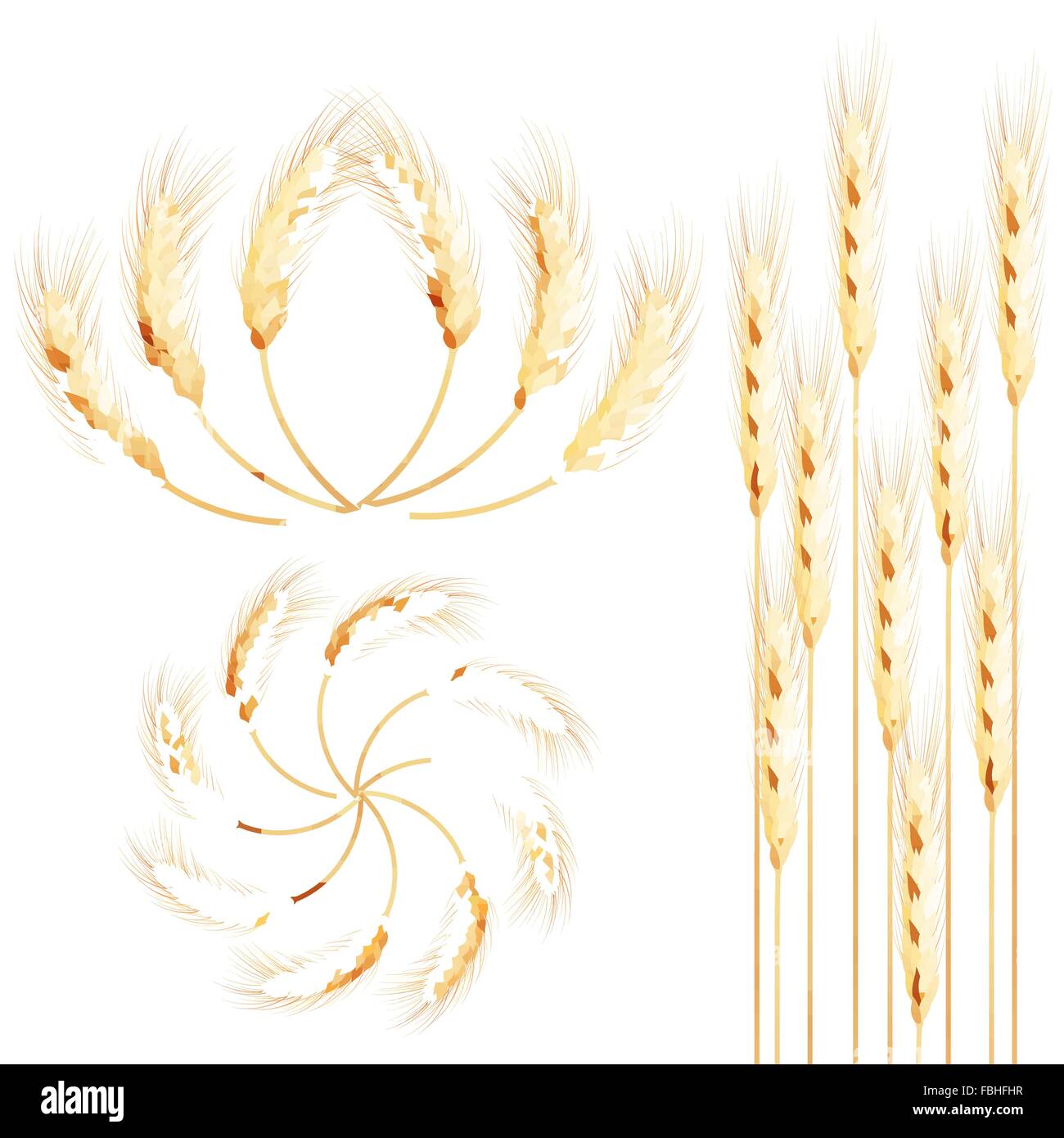 Wheat ears detailed set. EPS 10 Stock Vector Image & Art - Alamy