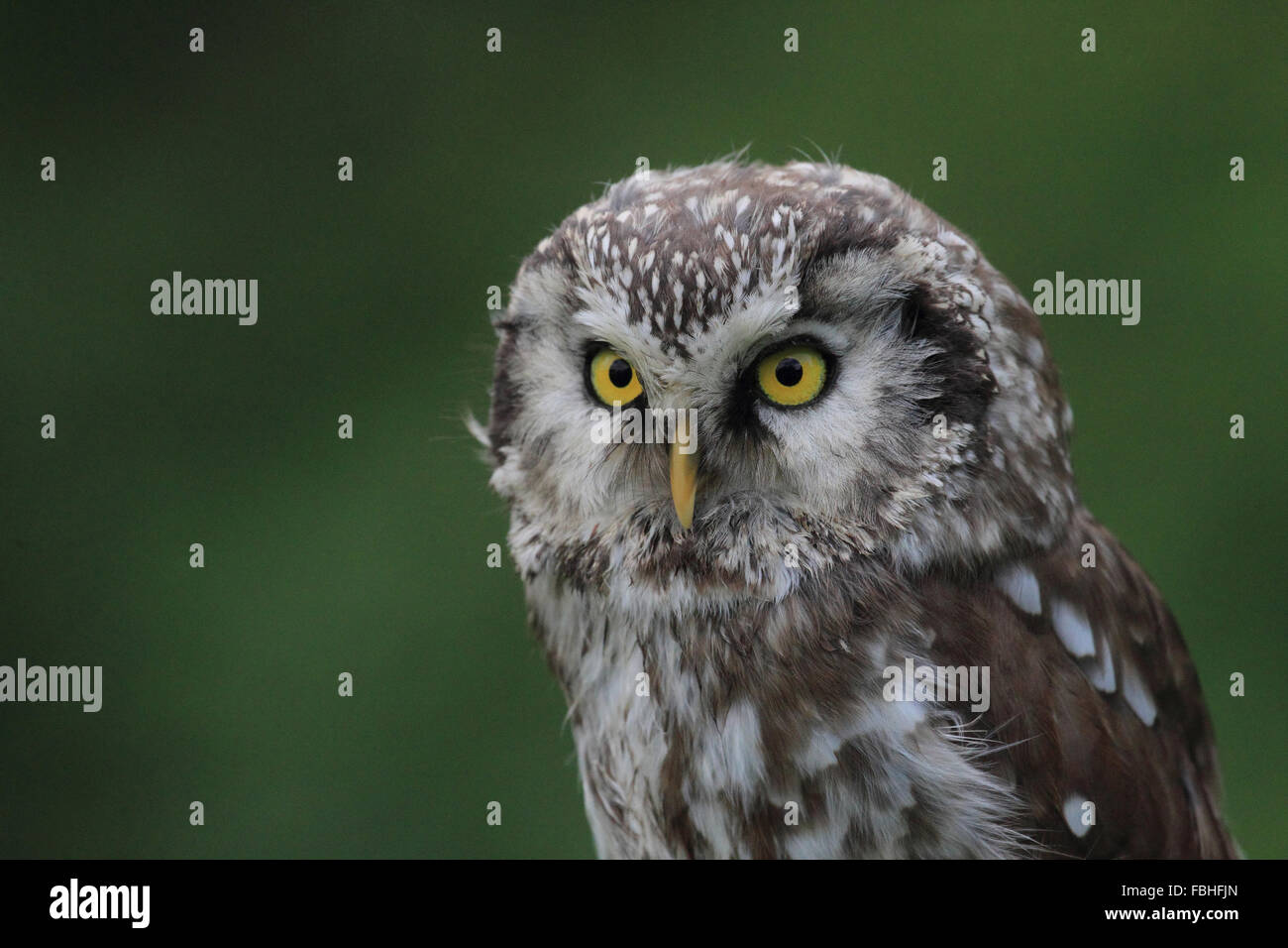 Northern hawk-owl, Surnia ulula Stock Photo - Alamy