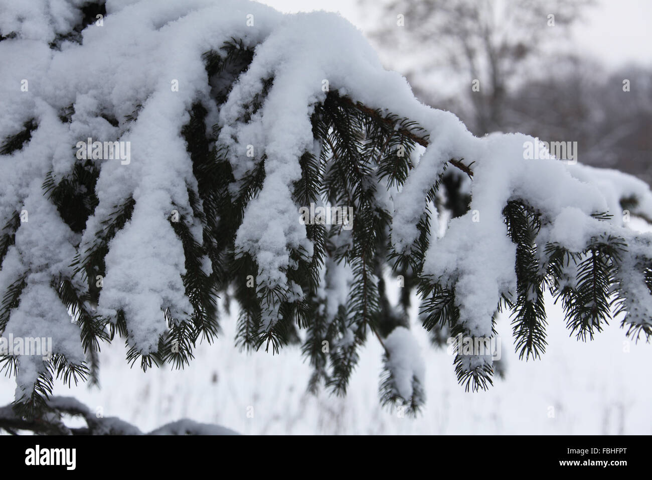 pine tree covered with a snow Stock Photo - Alamy