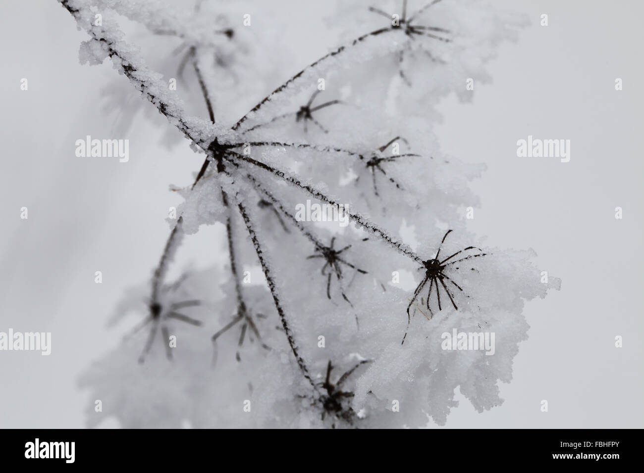 forest covered with a hoarfrost Stock Photo - Alamy
