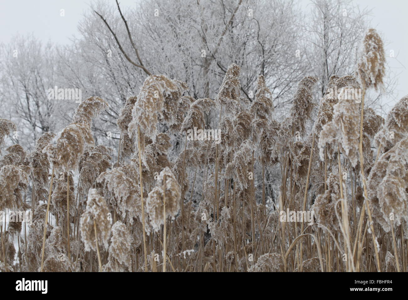 Reed covered with frost hi-res stock photography and images - Alamy