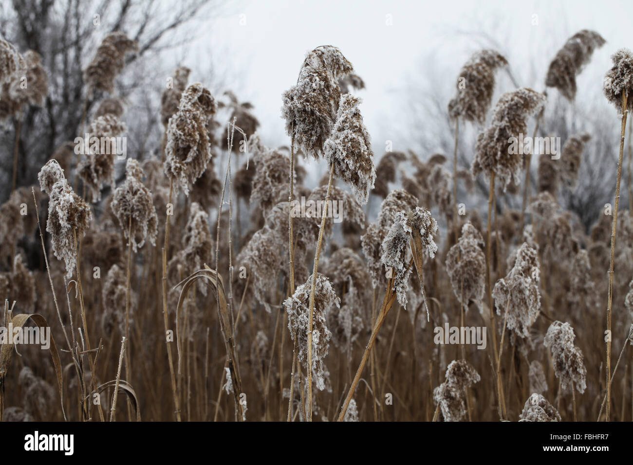 Reed covered with frost hi-res stock photography and images - Alamy