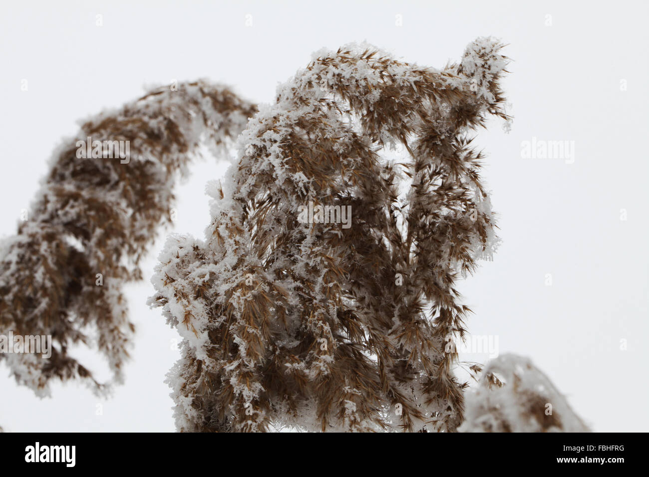 Reed covered with frost hi-res stock photography and images - Alamy