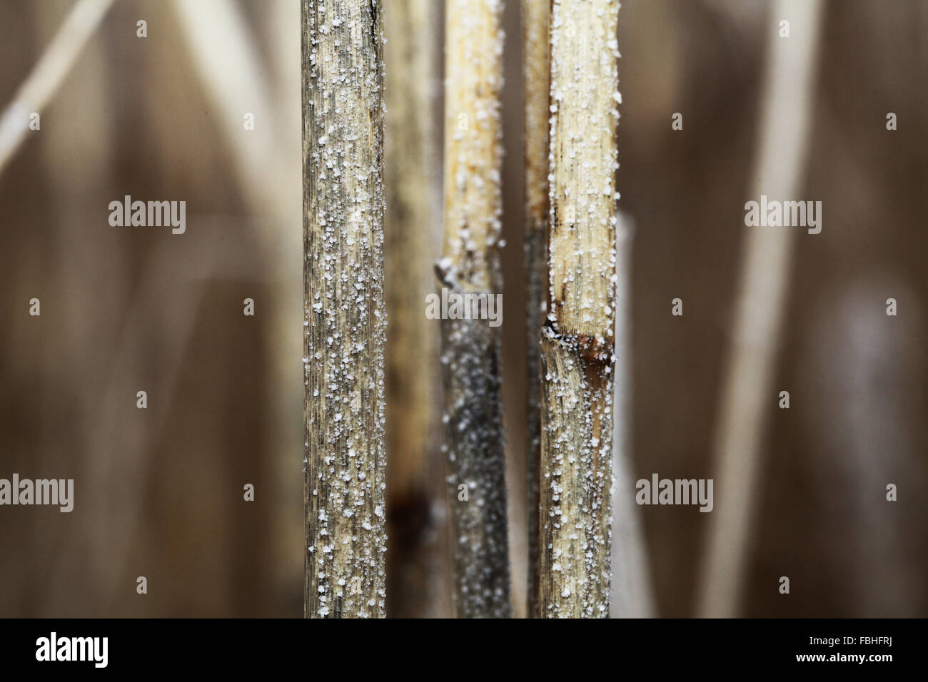 Reed covered with frost hi-res stock photography and images - Alamy