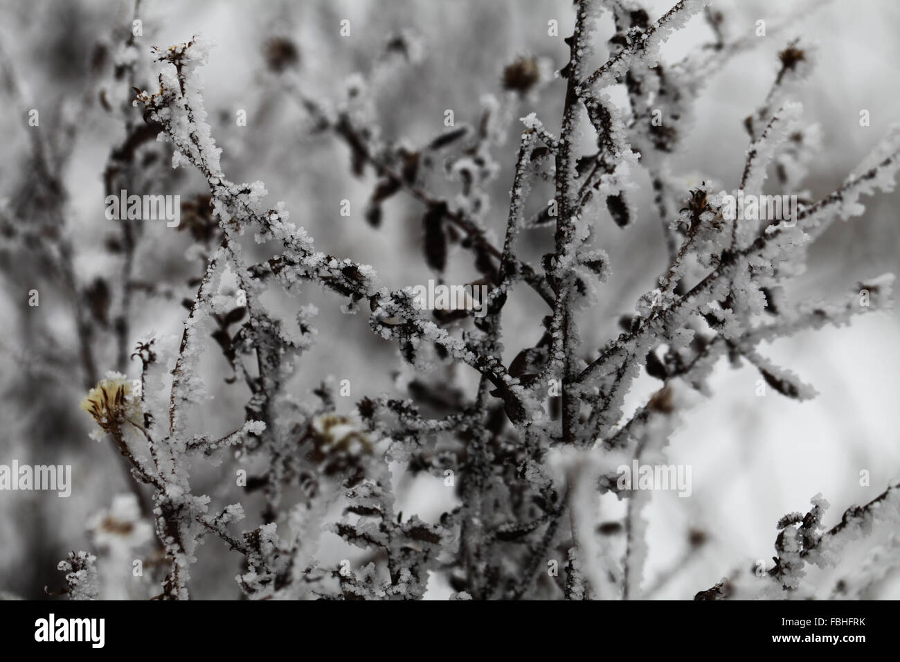 White cane day hi-res stock photography and images - Alamy