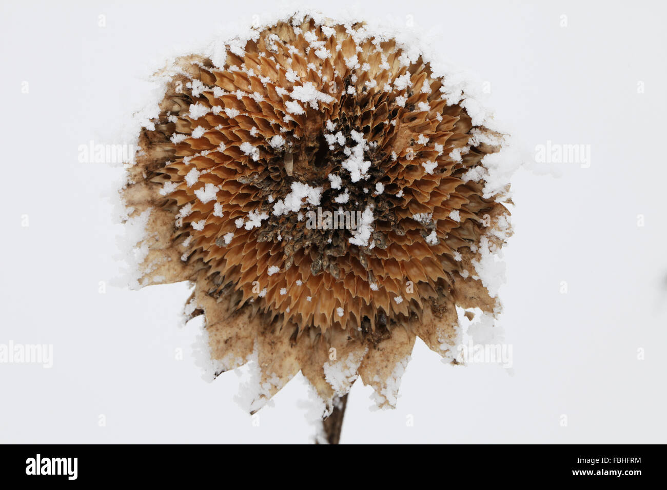Frozen sunflower hi-res stock photography and images - Alamy