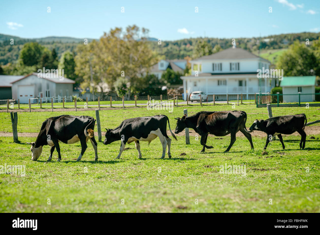 Vintage picture of cows on a meadow in Quebec, Canada Stock Photo - Alamy