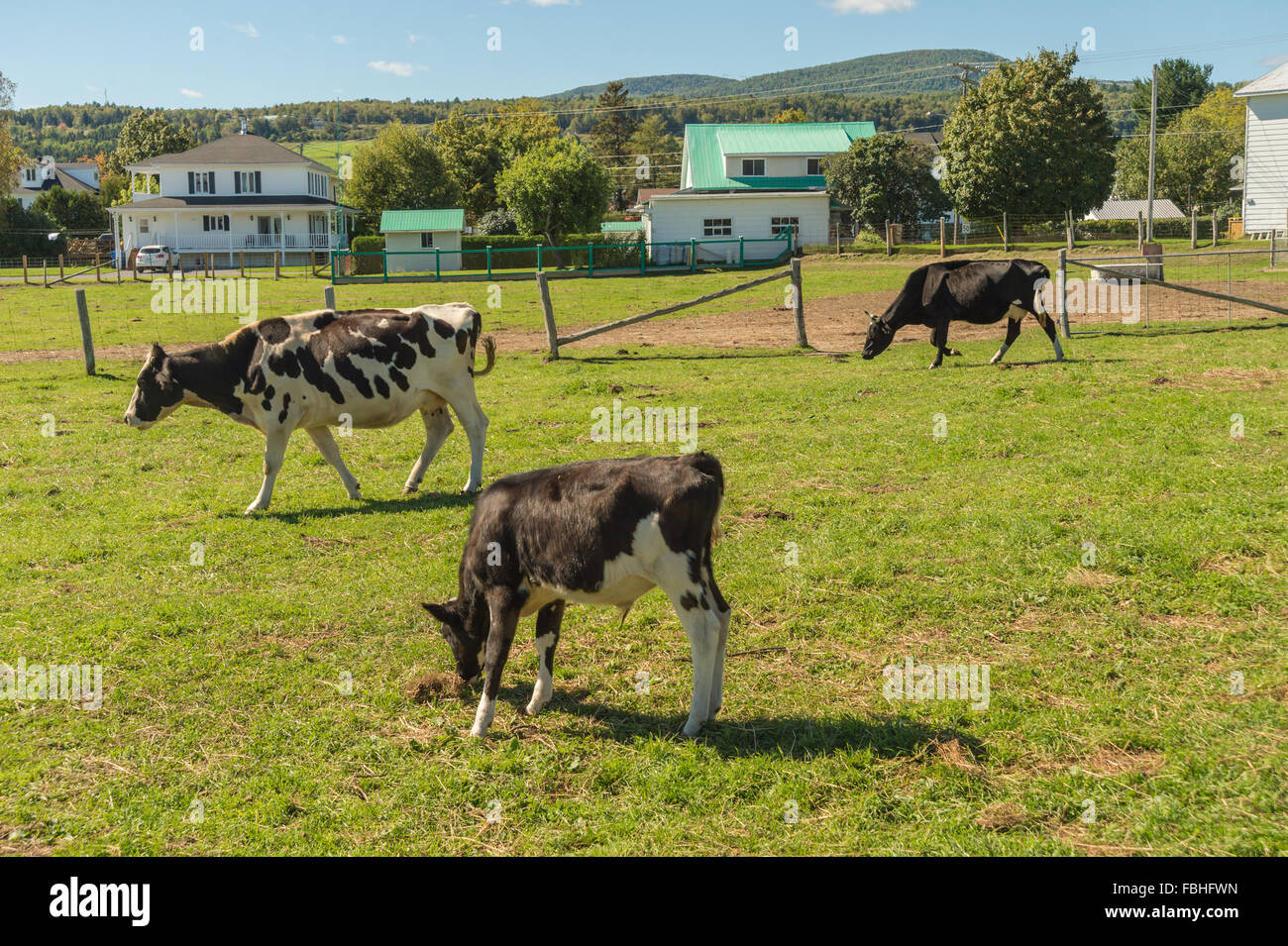 Vintage picture of cows on a meadow in Quebec, Canada Stock Photo - Alamy
