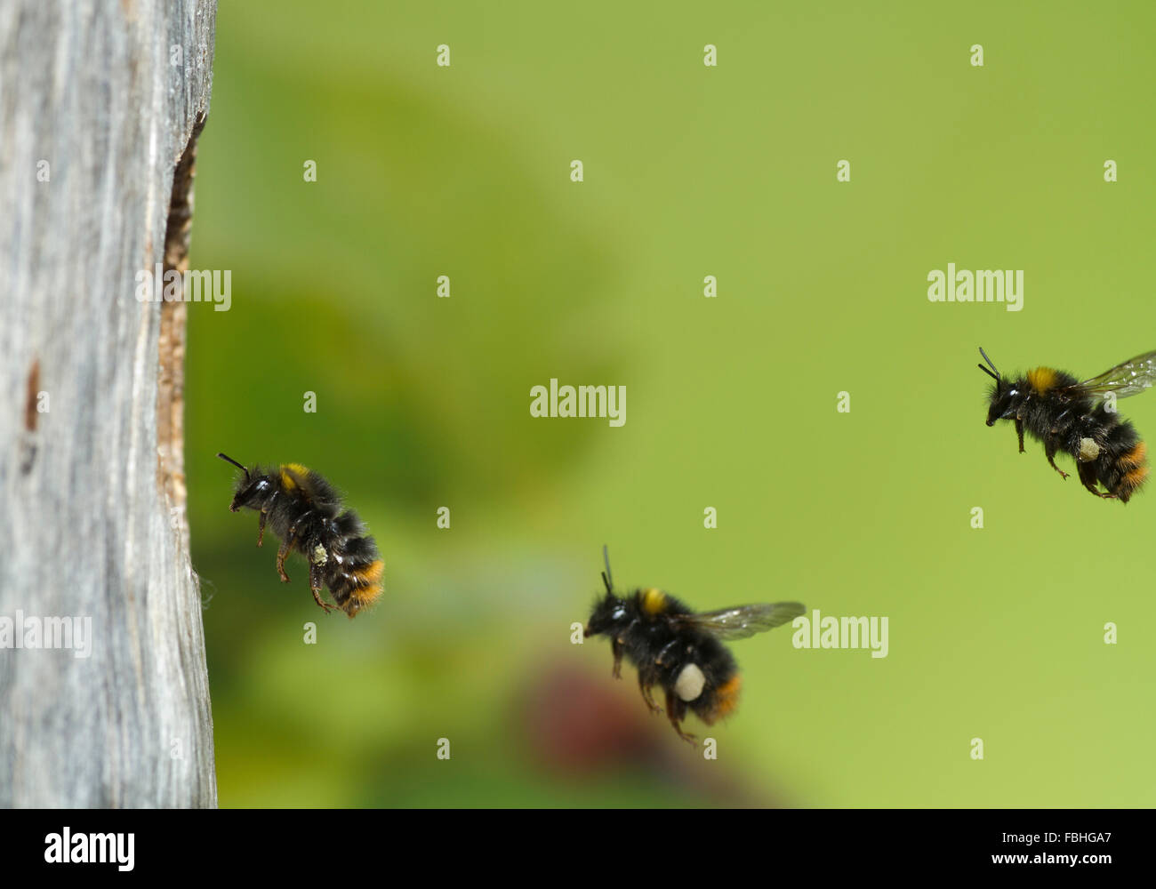 Bumblebees in flight hi-res stock photography and images - Alamy