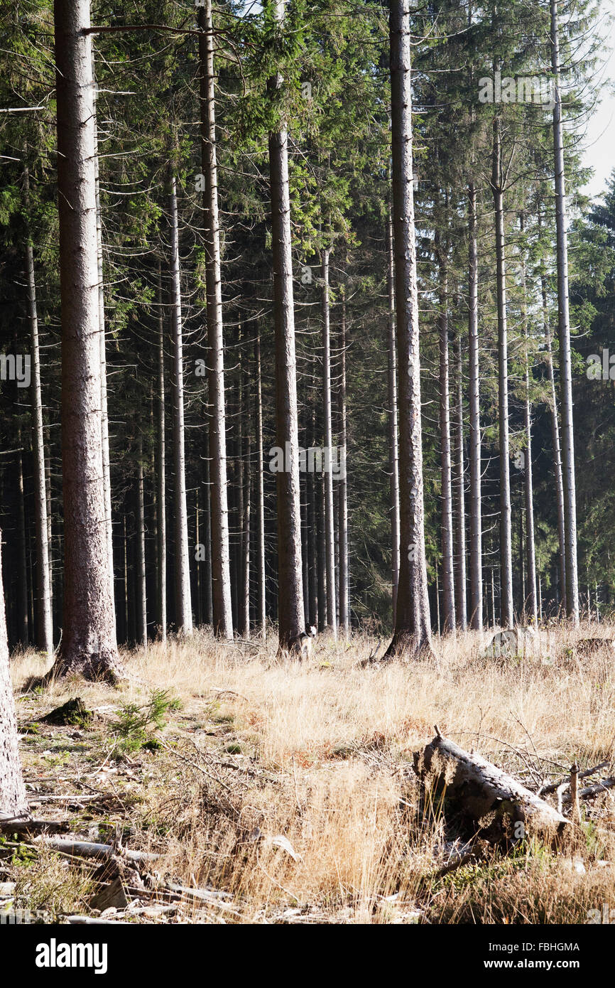 Dog in the spruce forest Stock Photo - Alamy