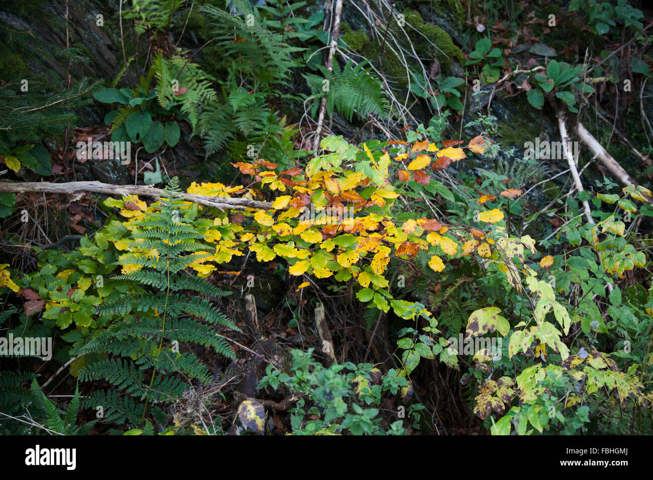 Young beech and ferns in early autumn Stock Photo - Alamy