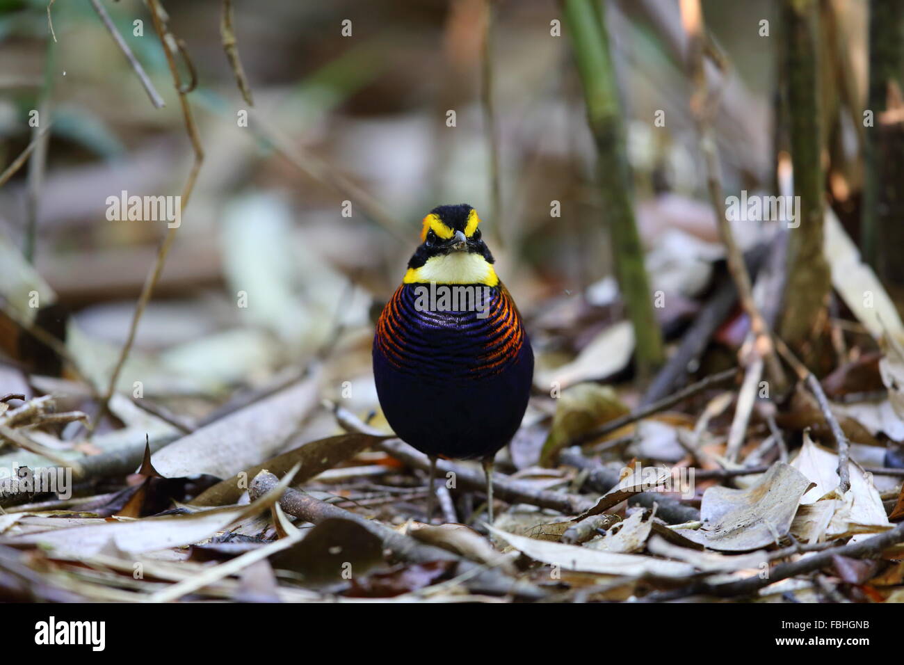 Malayan banded pitta (Hydrornis irena) in south Thailand Stock Photo ...