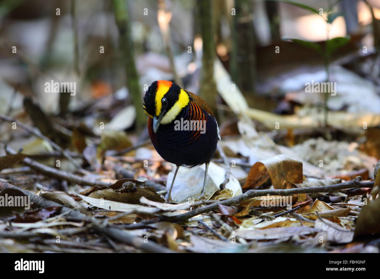 Malayan banded pitta (Hydrornis irena) in south Thailand Stock Photo ...