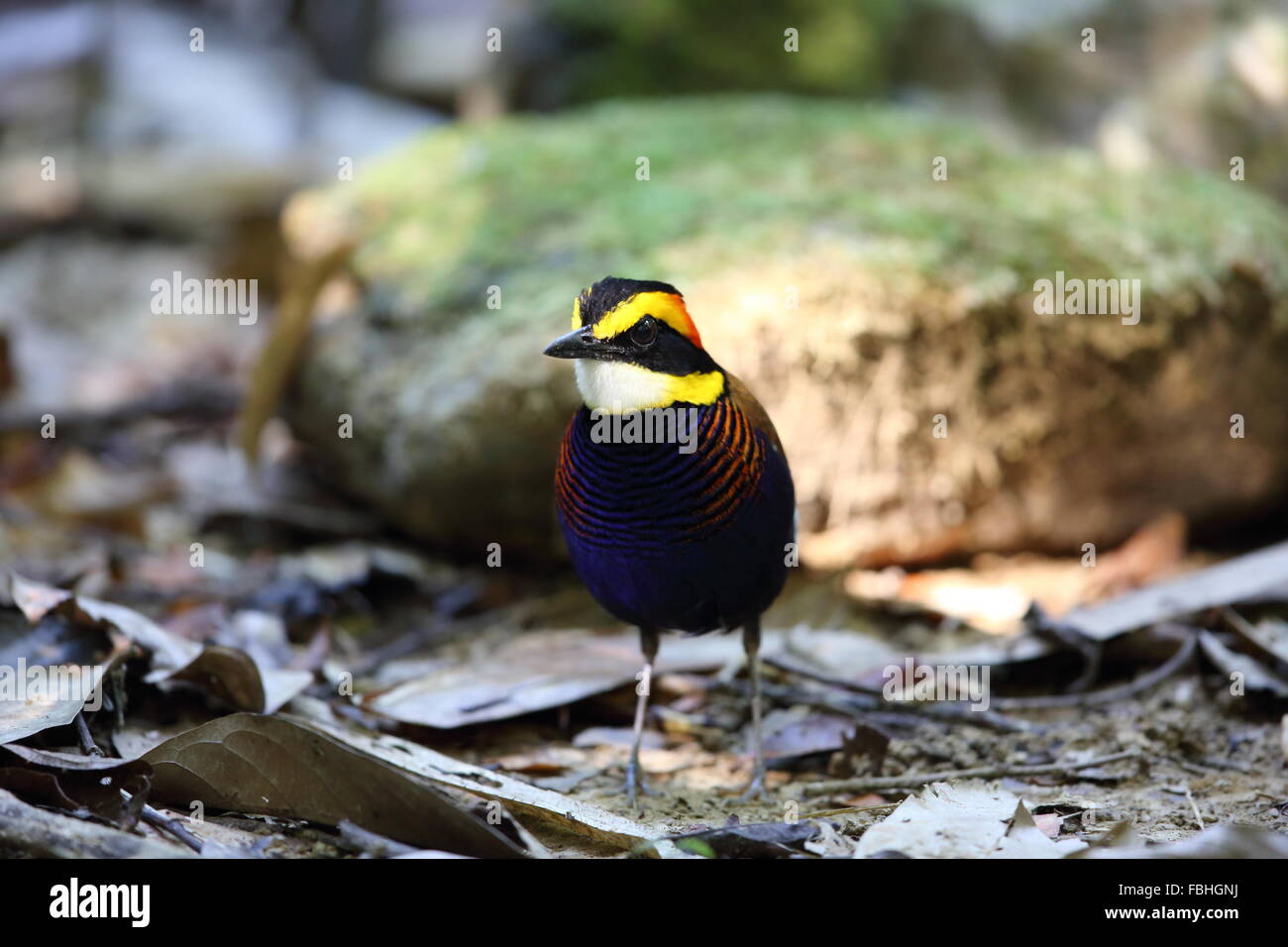 Malayan banded pitta (Hydrornis irena) in south Thailand Stock Photo ...